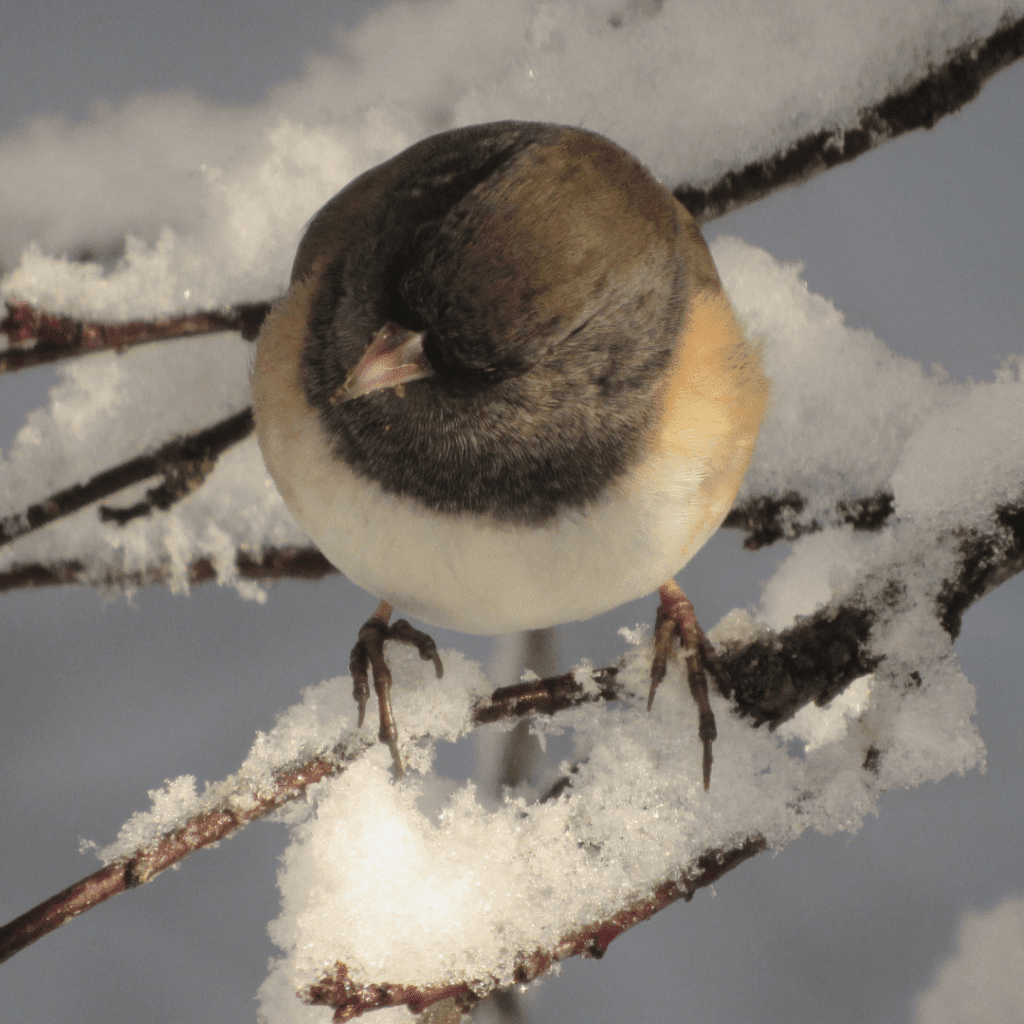 Why do Birds Puff Up? (Expert Reason Why!) - Happy Birding