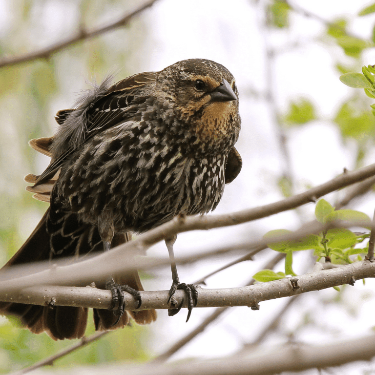 Why do Birds Puff Up? (Expert Reason Why!) - Happy Birding