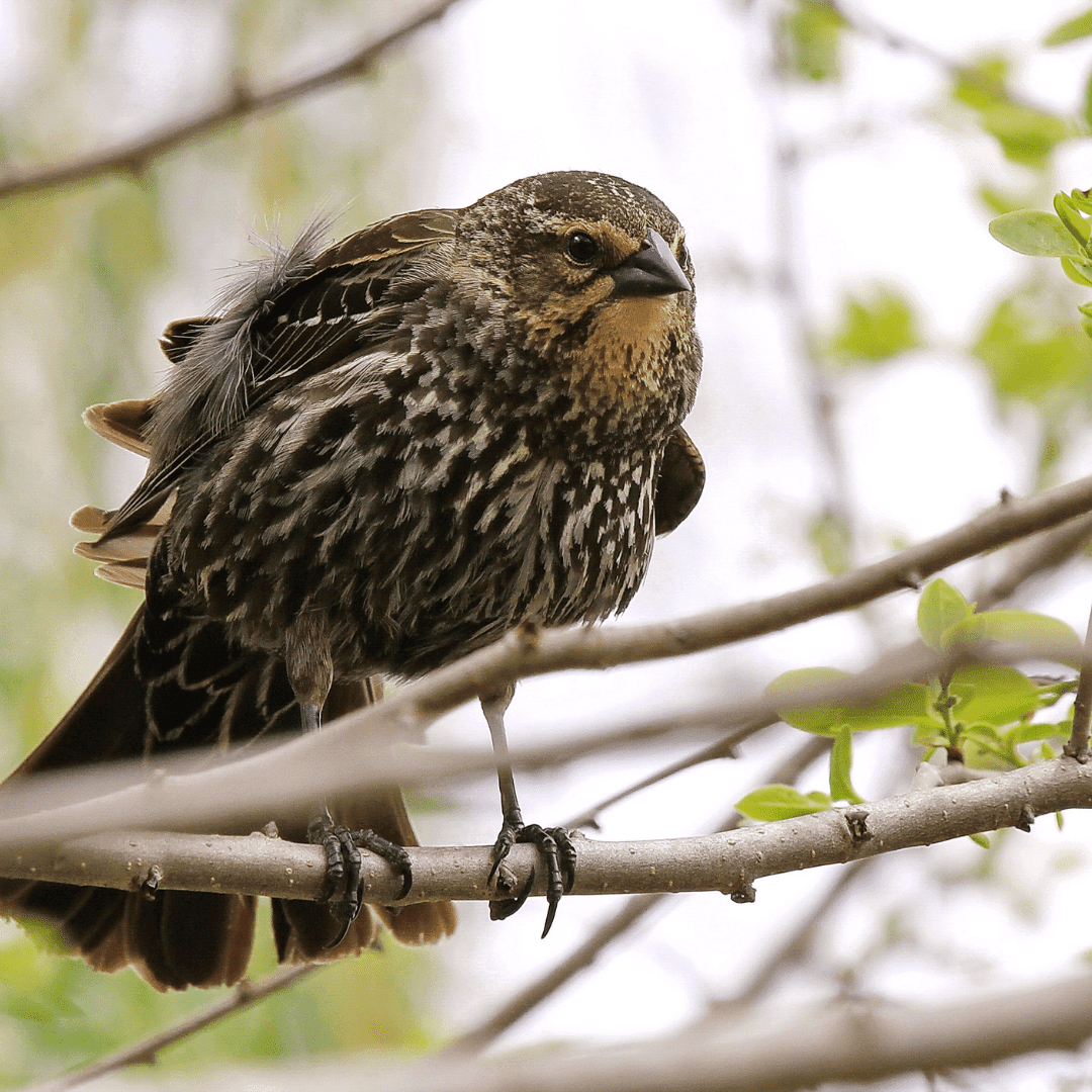 Why do Birds Puff Up? (Expert Reason Why!) - Happy Birding