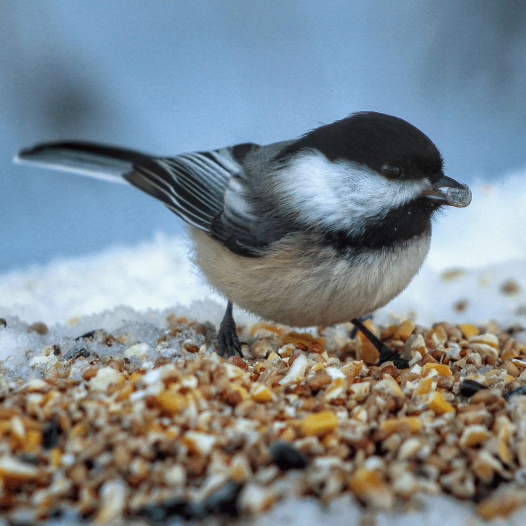 Can Birds Eat Popcorn? Cooked, Uncooked, what's best! - Happy Birding