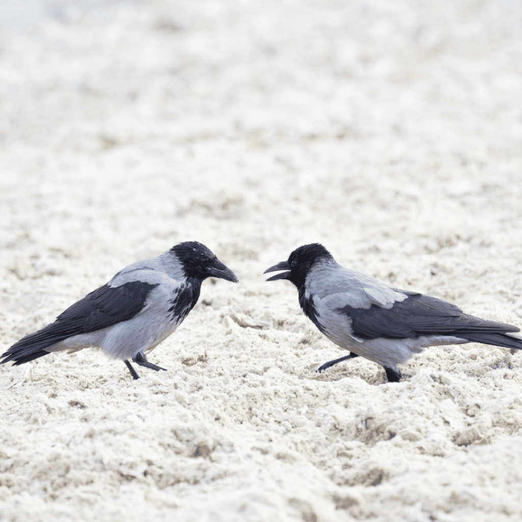 Can Crows Talk? What Words can they say? - Happy Birding
