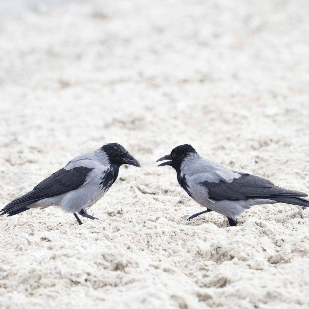 Can Crows Talk? What Words can they say? - Happy Birding