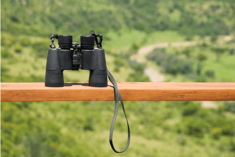 Bird Watching for Beginners | Beginners Guide! - Happy Birding