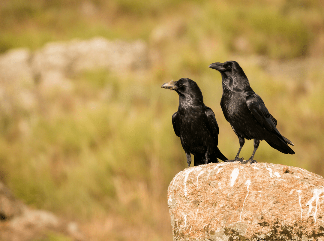 What Does it Mean When a Crow Follows You? - Happy Birding