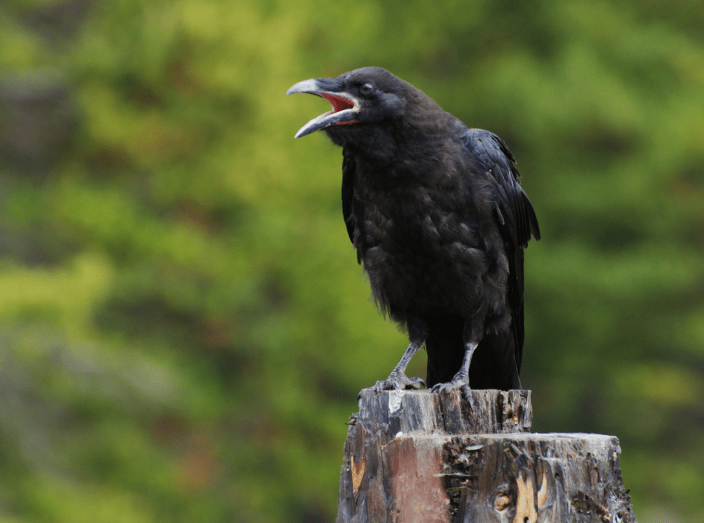 What Does it Mean When a Crow Follows You? - Happy Birding