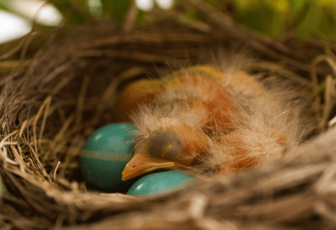 Where Do Robins Sleep at Night? (Trees? Nests?) - Happy Birding