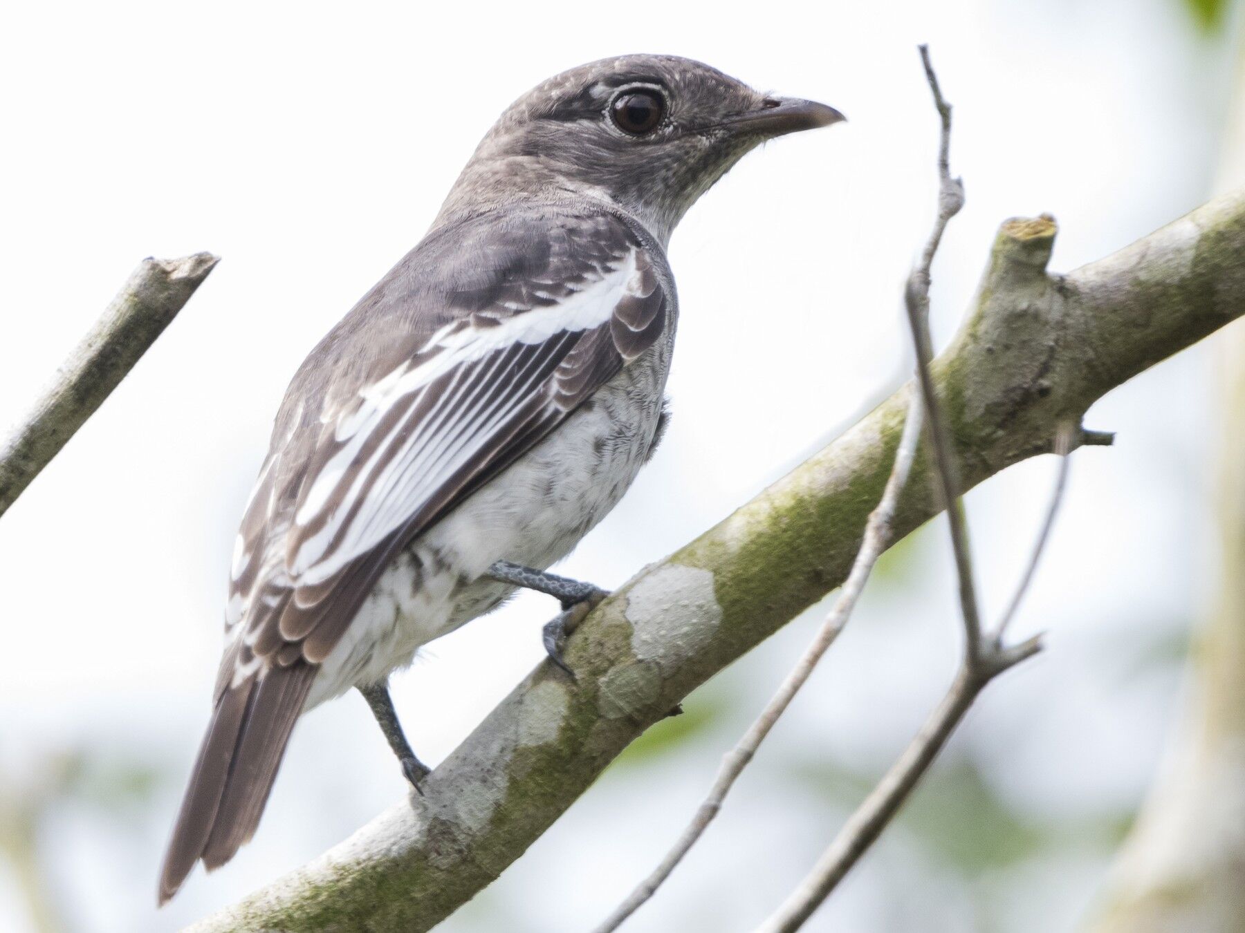 19 Black Birds with White Wing Stripes (Pictures and ID's) - HB