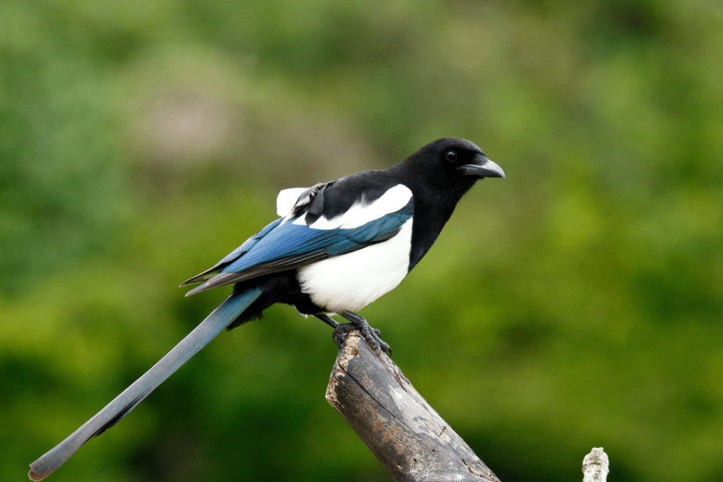19 Black Birds with White Wing Stripes (Pictures and ID's) - HB