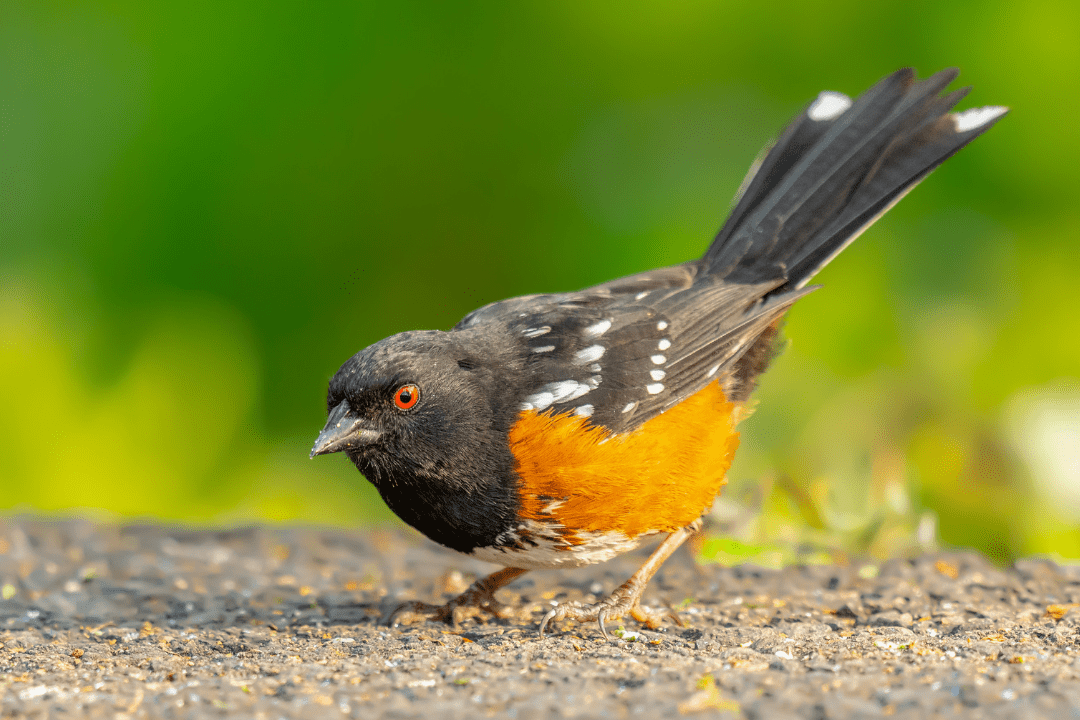 19 Black Birds with White Wing Stripes (Pictures and ID's) - HB