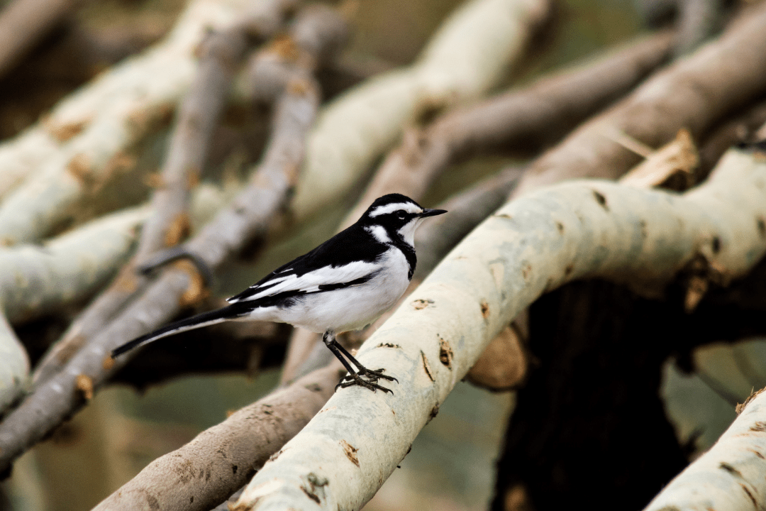 19 Black Birds with White Wing Stripes (Pictures and ID's) - HB
