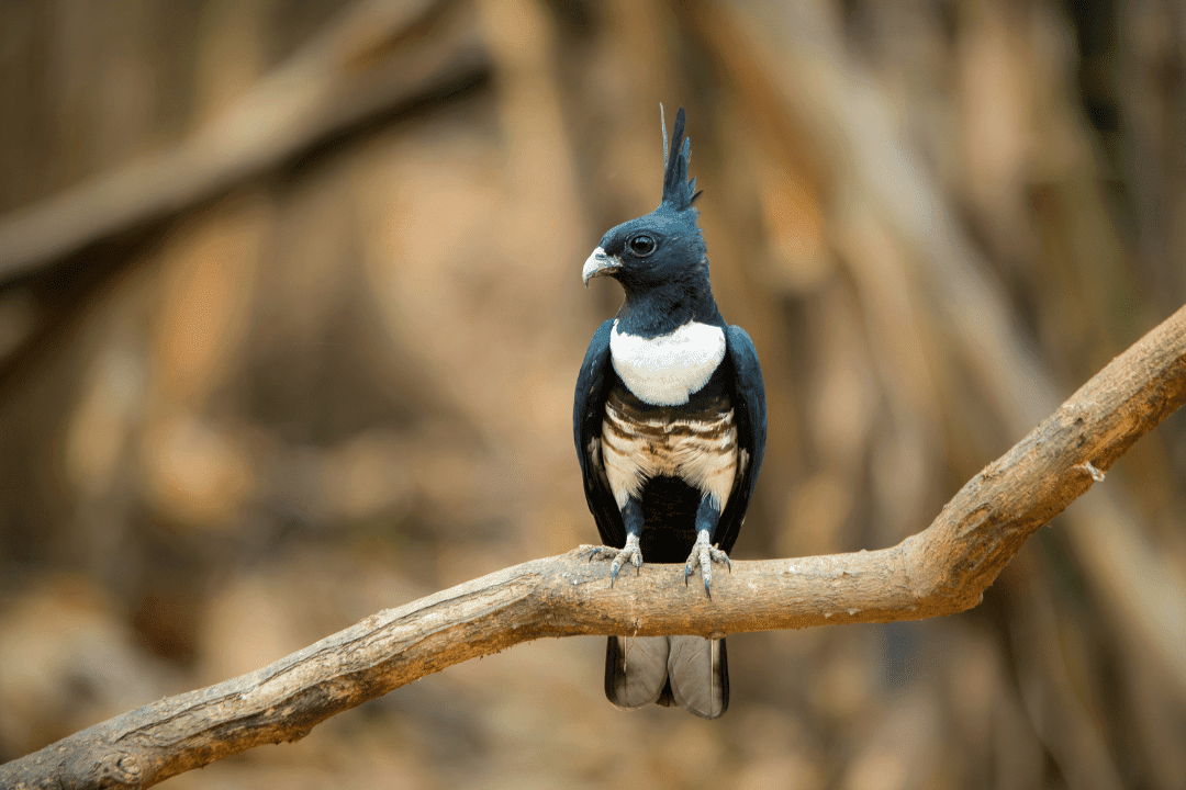 19 Black Birds with White Wing Stripes (Pictures and ID's) - HB