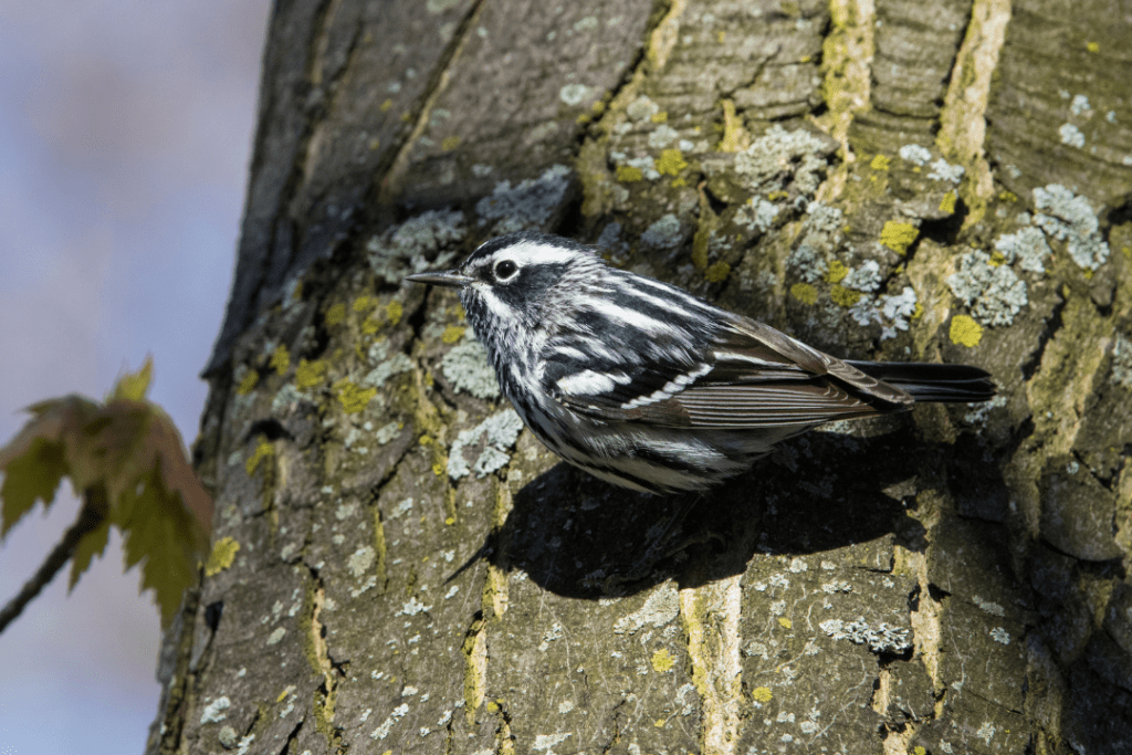 19 Black Birds with White Wing Stripes (Pictures and ID's) - HB
