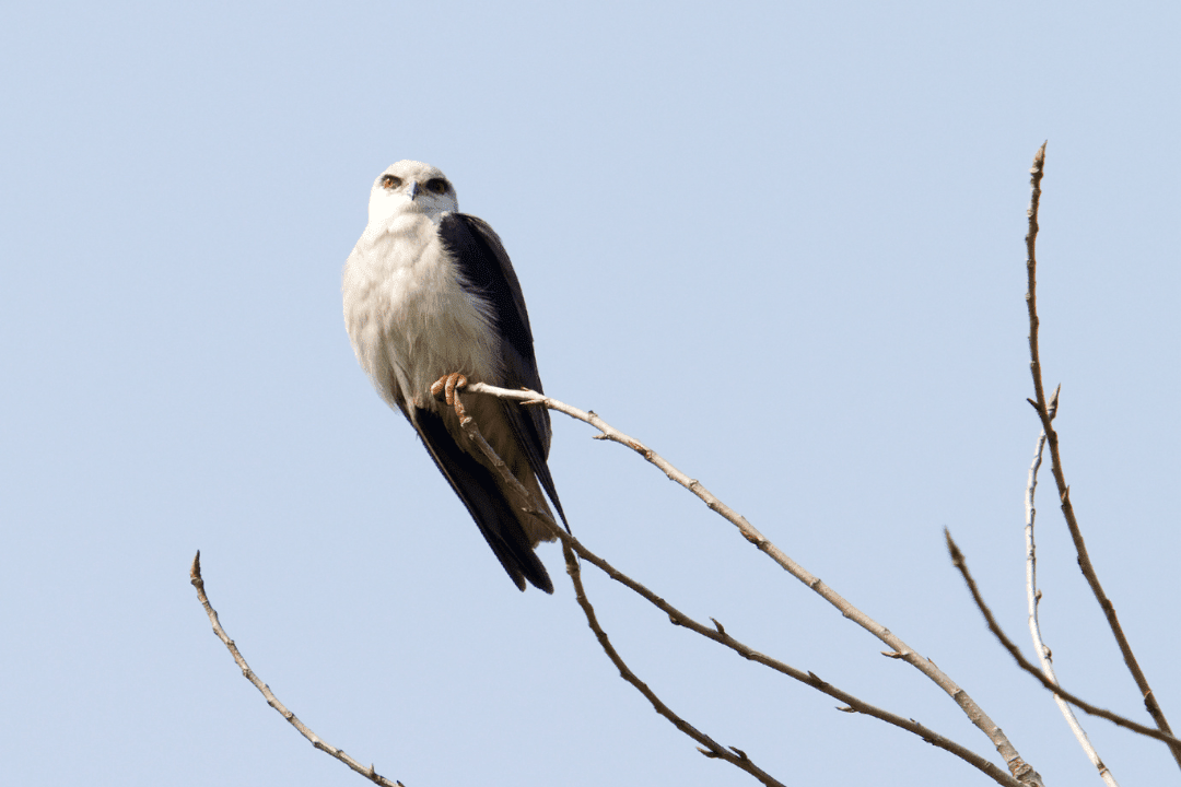 19 Black Birds with White Wing Stripes (Pictures and ID's) - HB