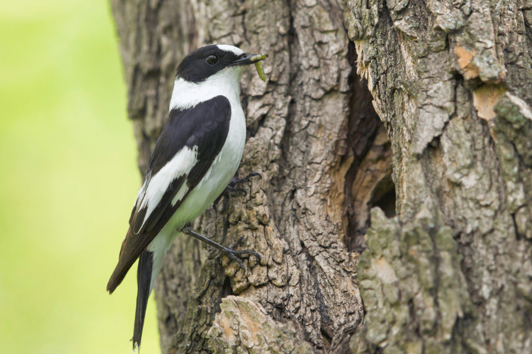 19 Black Birds with White Wing Stripes (Pictures and ID's) - HB