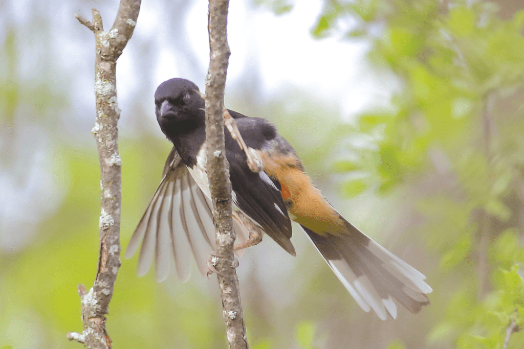 19 Black Birds with White Wing Stripes (Pictures and ID's) - HB