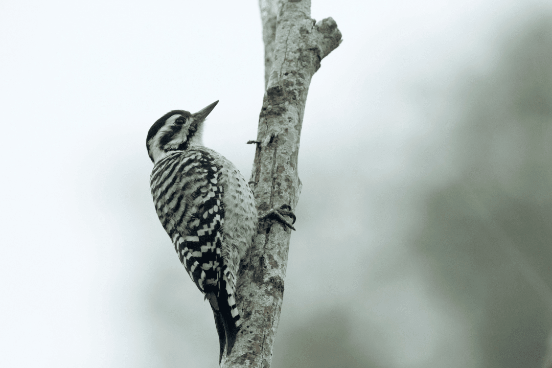 19 Black Birds with White Wing Stripes (Pictures and ID's) - HB